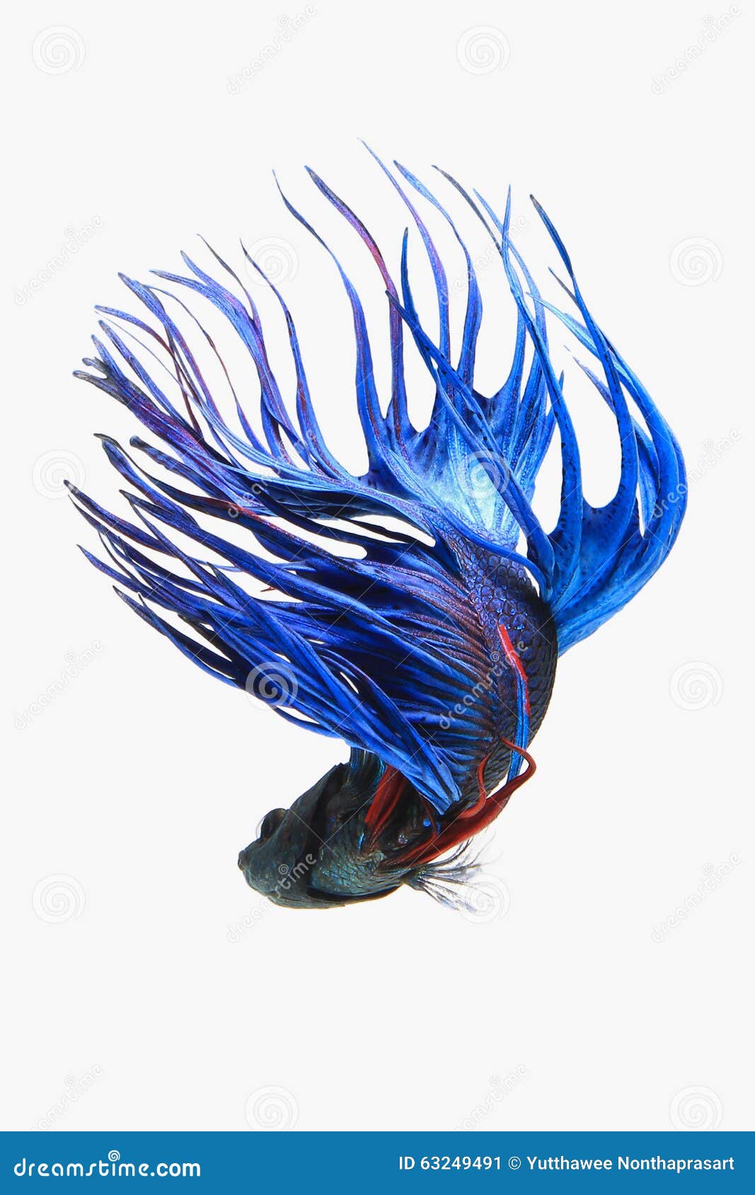 Betta Fish on Isolated White Background Stock Image - Image of animal ...