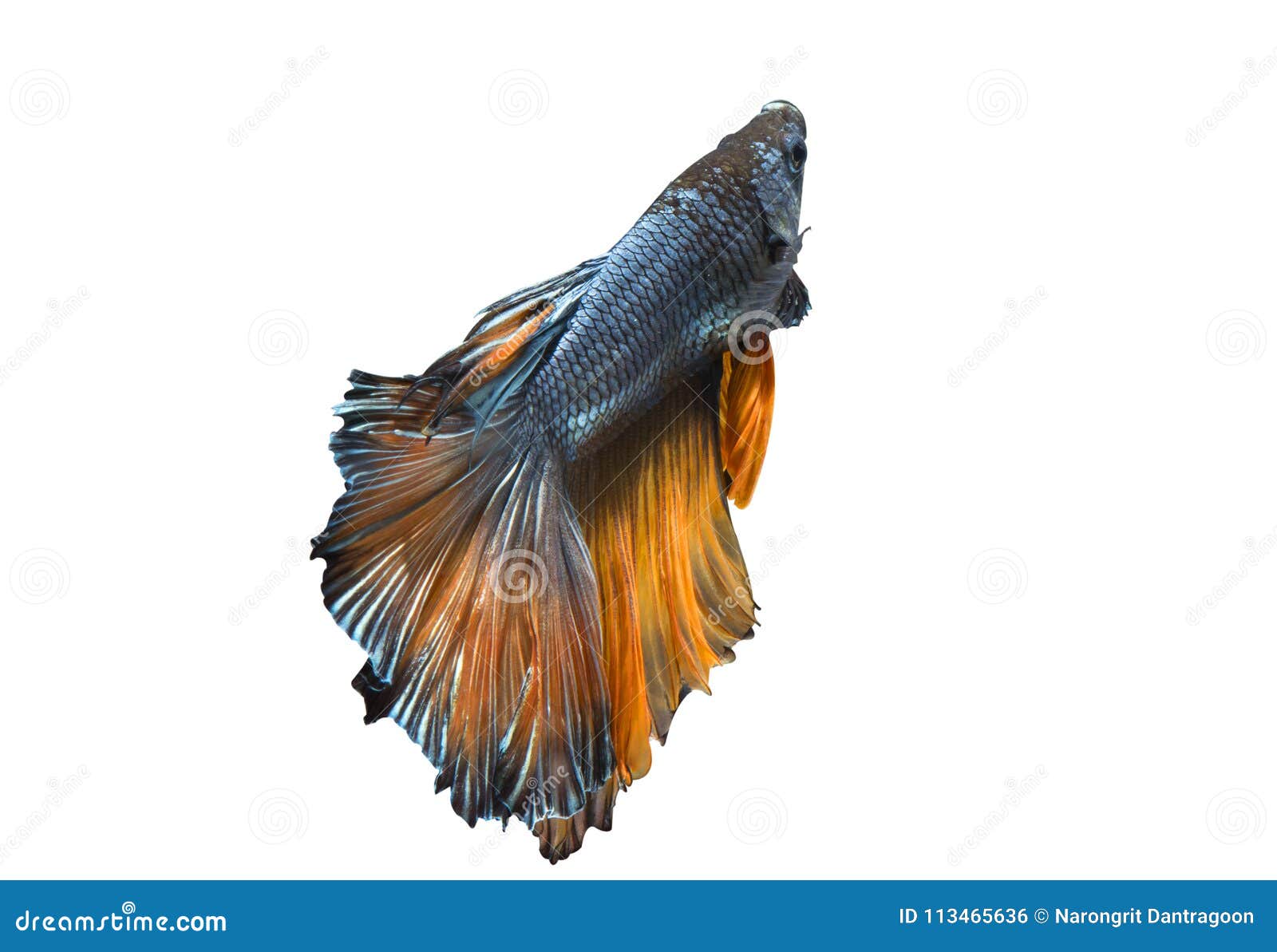 Betta Fish Isolated on White Background . Stock Photo - Image of color ...