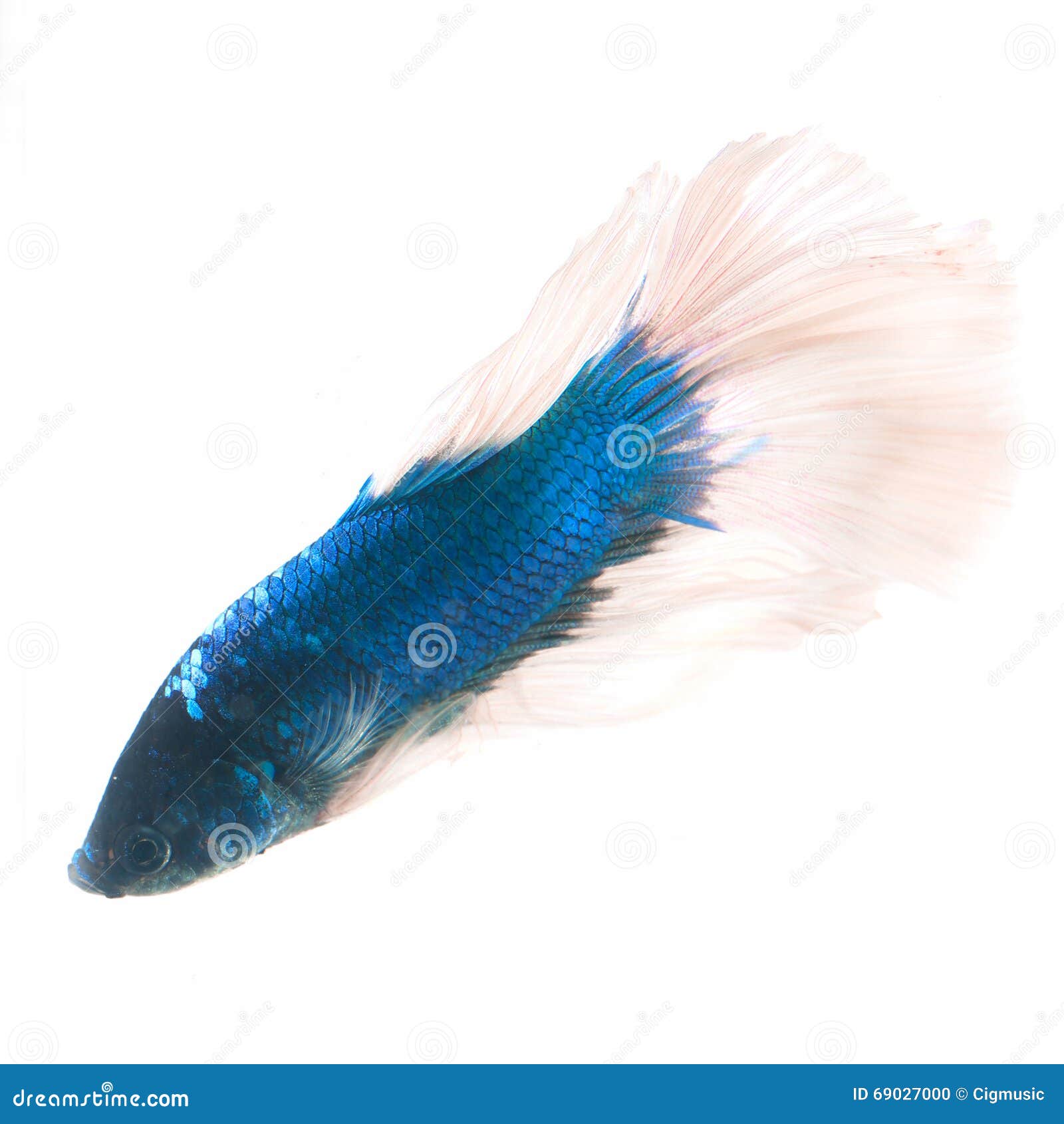 Betta Fish Isolated on White Background. Stock Photo - Image of ...
