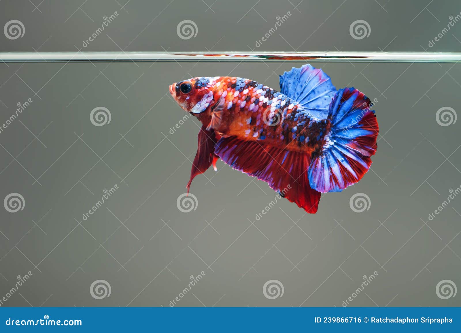 Betta Fish Koi Galaxy Fancy Siamese Fighting Fish in Fish Tank Stock ...