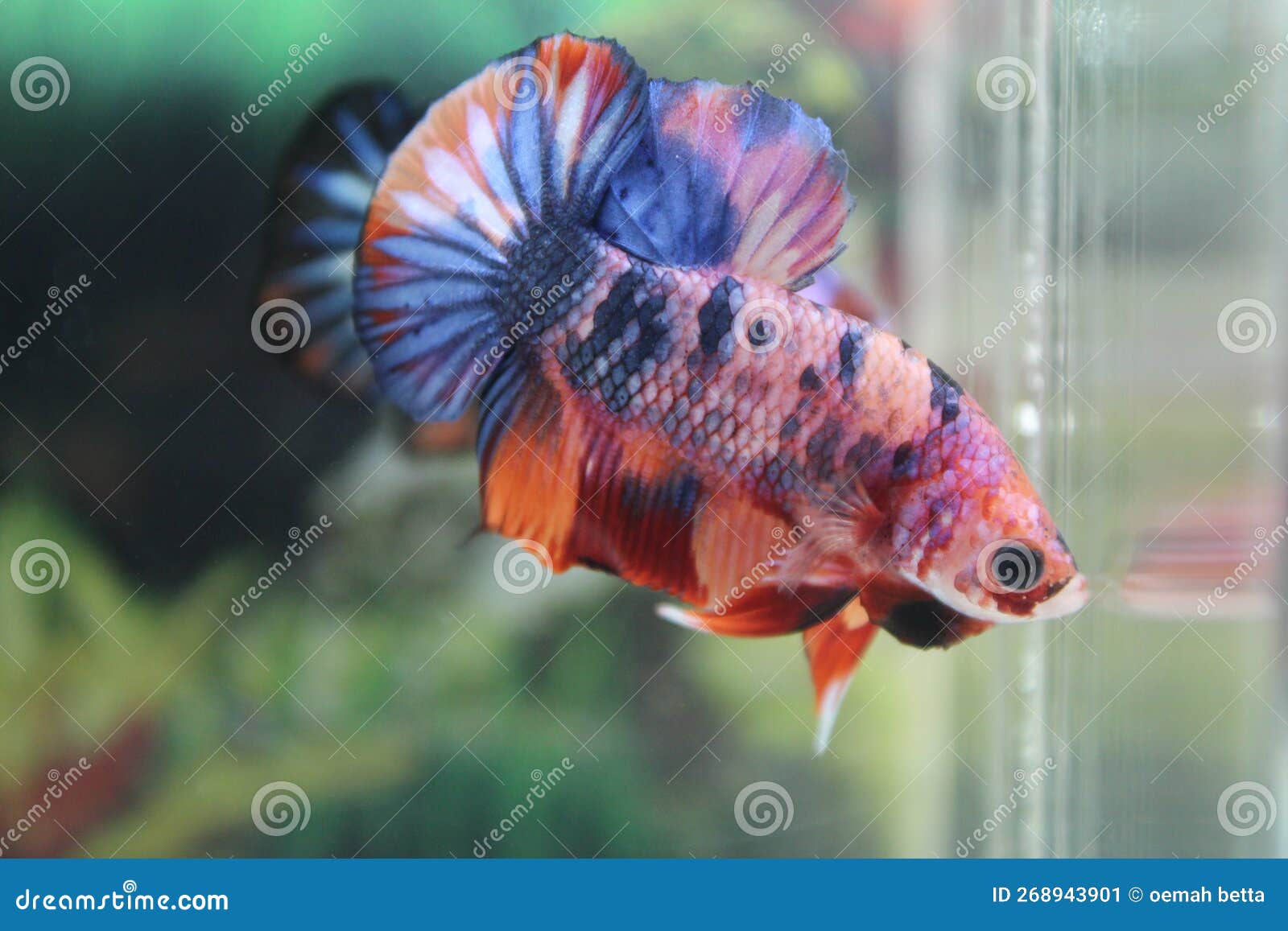 Flaring Red Male Betta Fish Royalty-Free Stock Photo | CartoonDealer ...