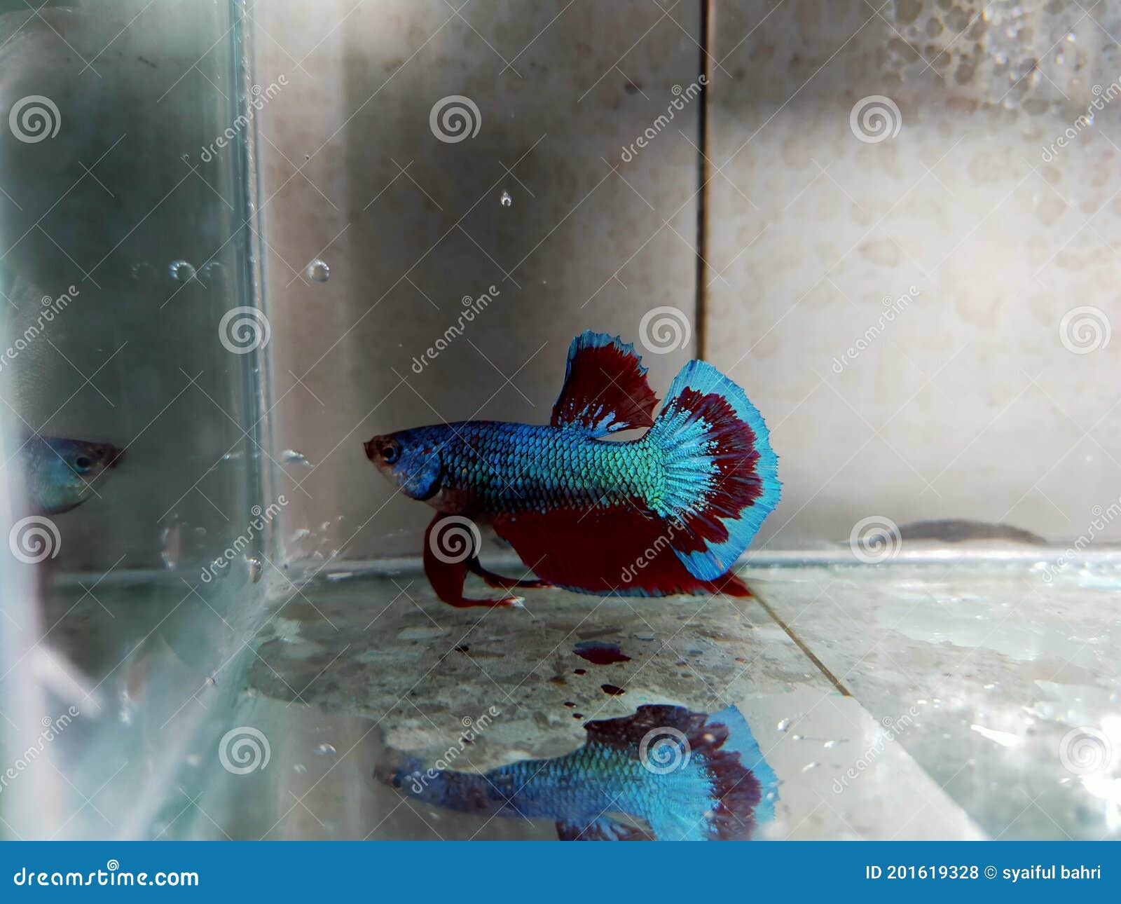 Fish Mirror Carp On White Background Royalty-Free Stock Photo ...