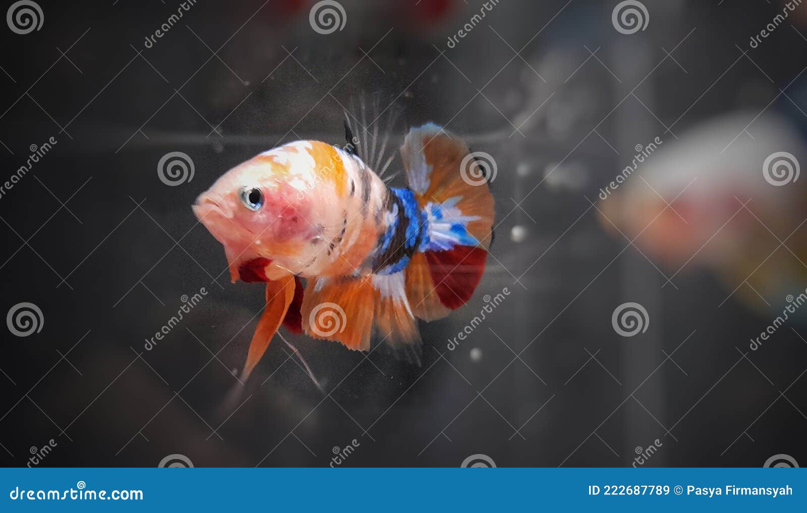 Betta Fish of the Nemo Galaxy Plaque Type with Different Colors from ...