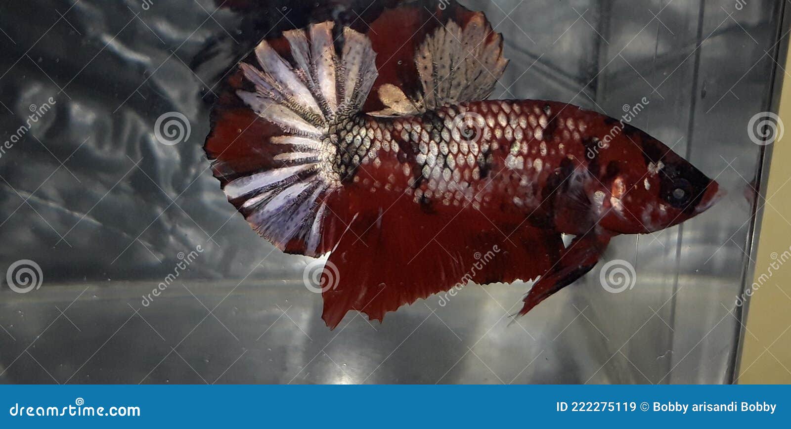 Betta Fish Red Koi Cooper Gol Stock Image - Image of petal, betta ...