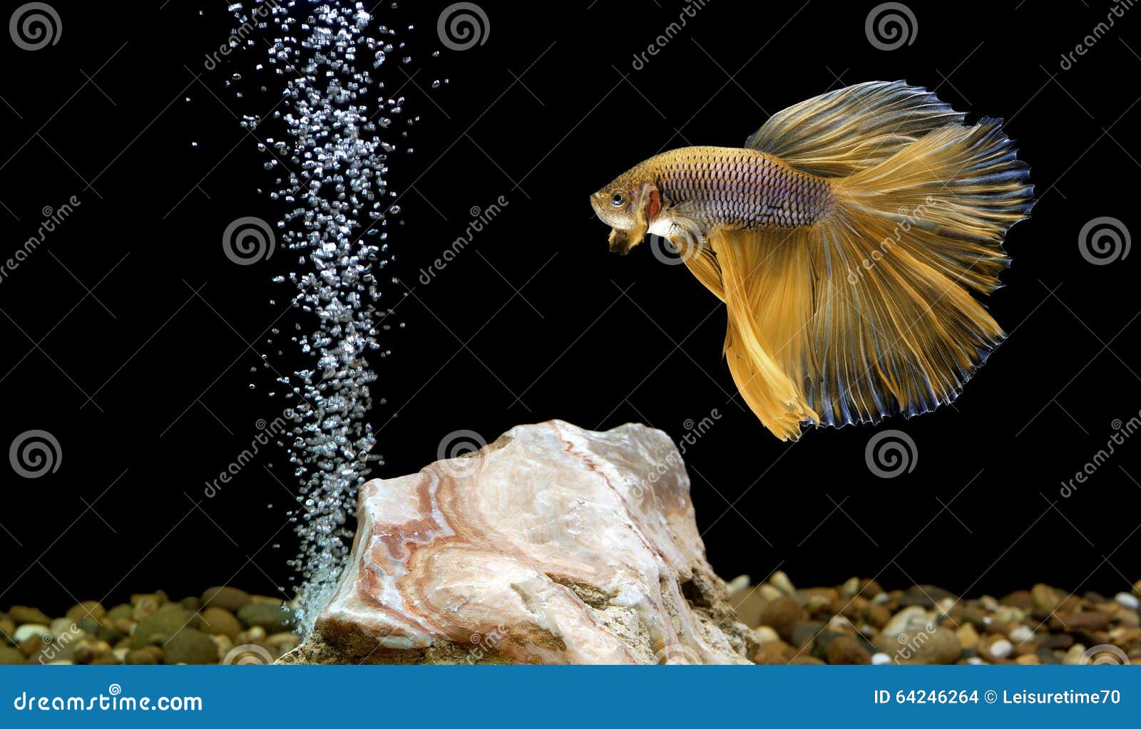 Betta Fish, Siamese Fighting Fish Stock Photo - Image of fish, siamese ...