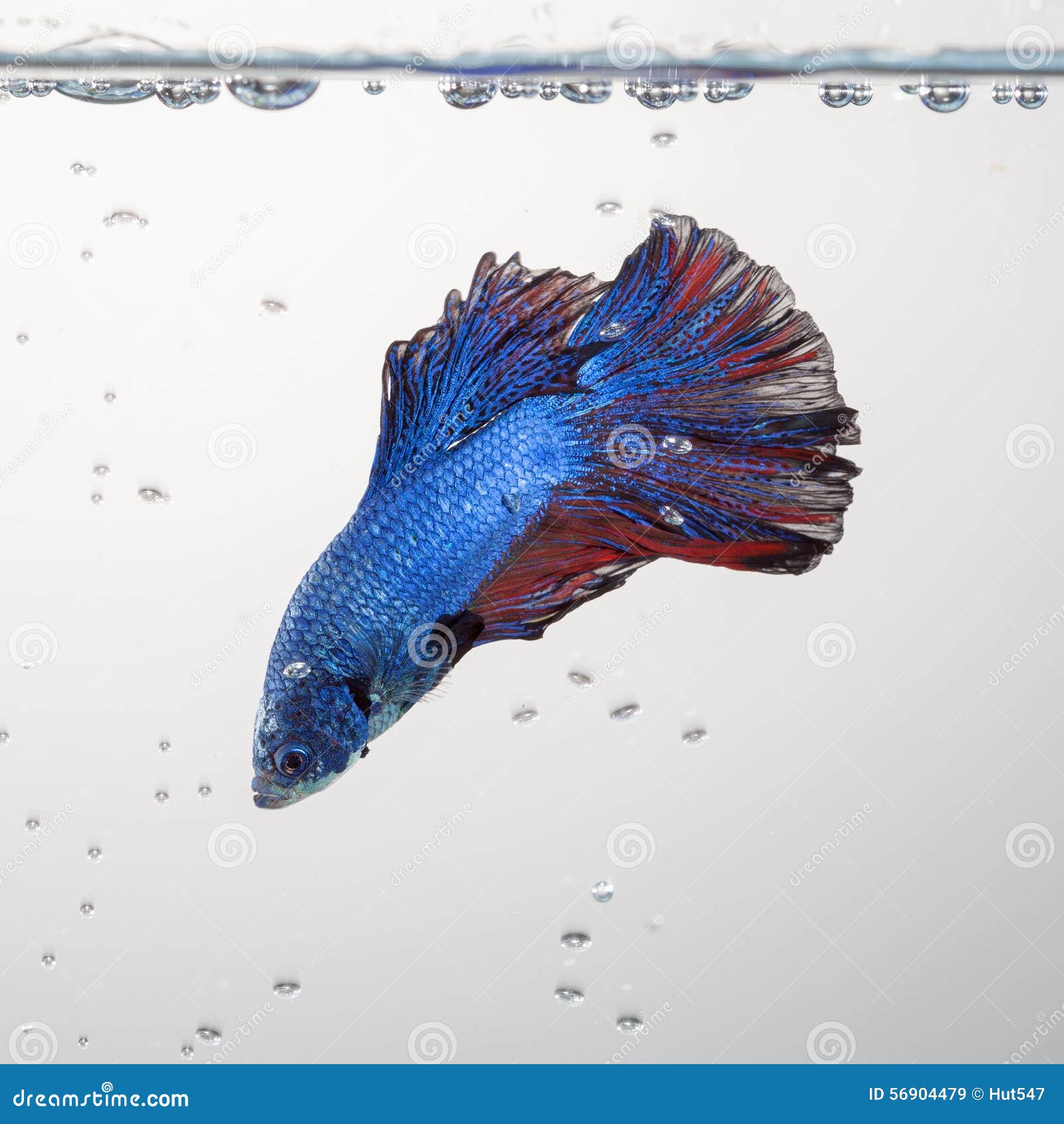 Betta Fish, Siamese Fighting Fish Stock Image - Image of power, scale ...