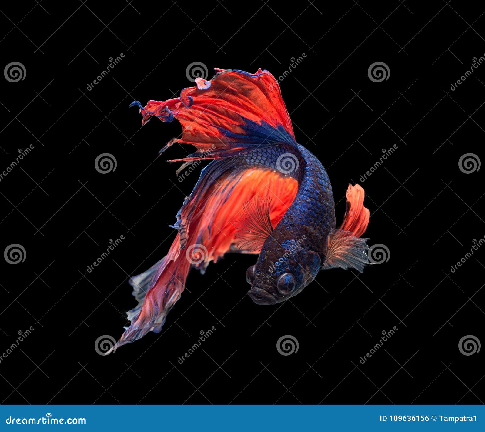 Betta Fish, Siamese Fighting Fish Isolated on Black Stock Photo - Image ...