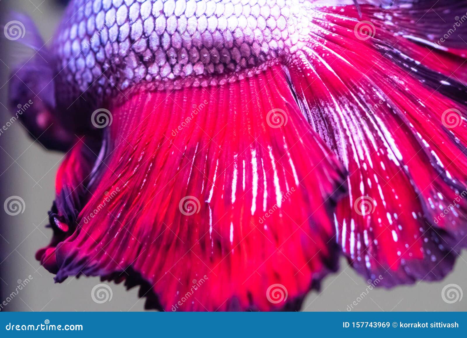 Betta Fish, Siamese Fighting Fish, Betta Splendens Close Up Stock Image ...