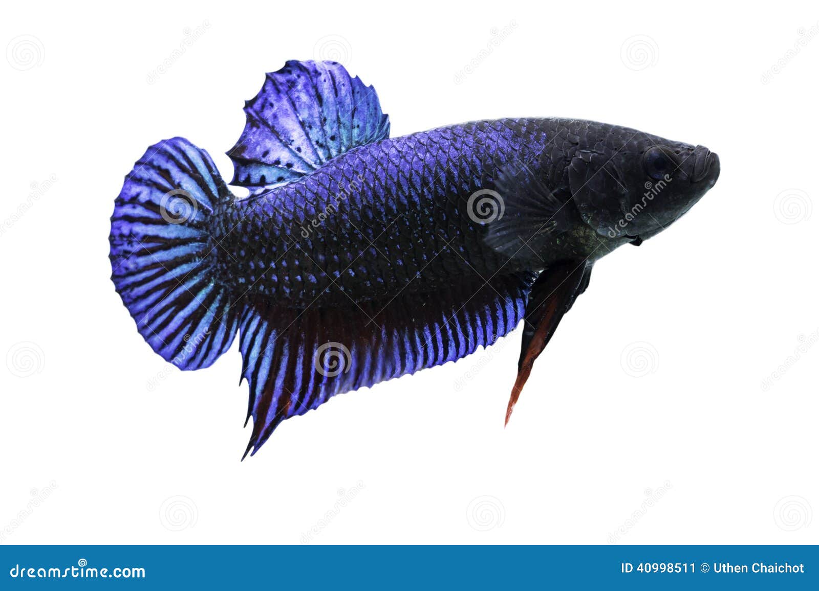 Betta fish stock image. Image of natural, native, blue - 40998511
