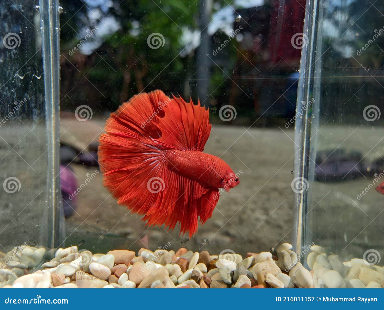 Betta Fish in the Small Aquarium Stock Image - Image of animal, quail ...