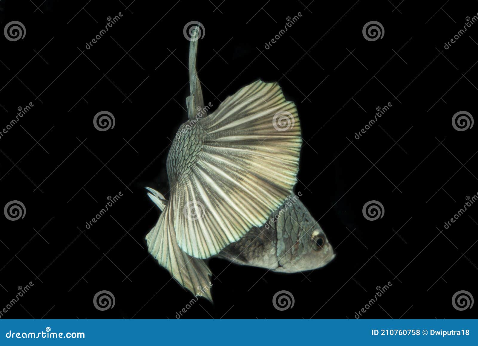 Betta Fish Solid Cooper Halfmoon Siamnese Fighting Fish Splendens ...