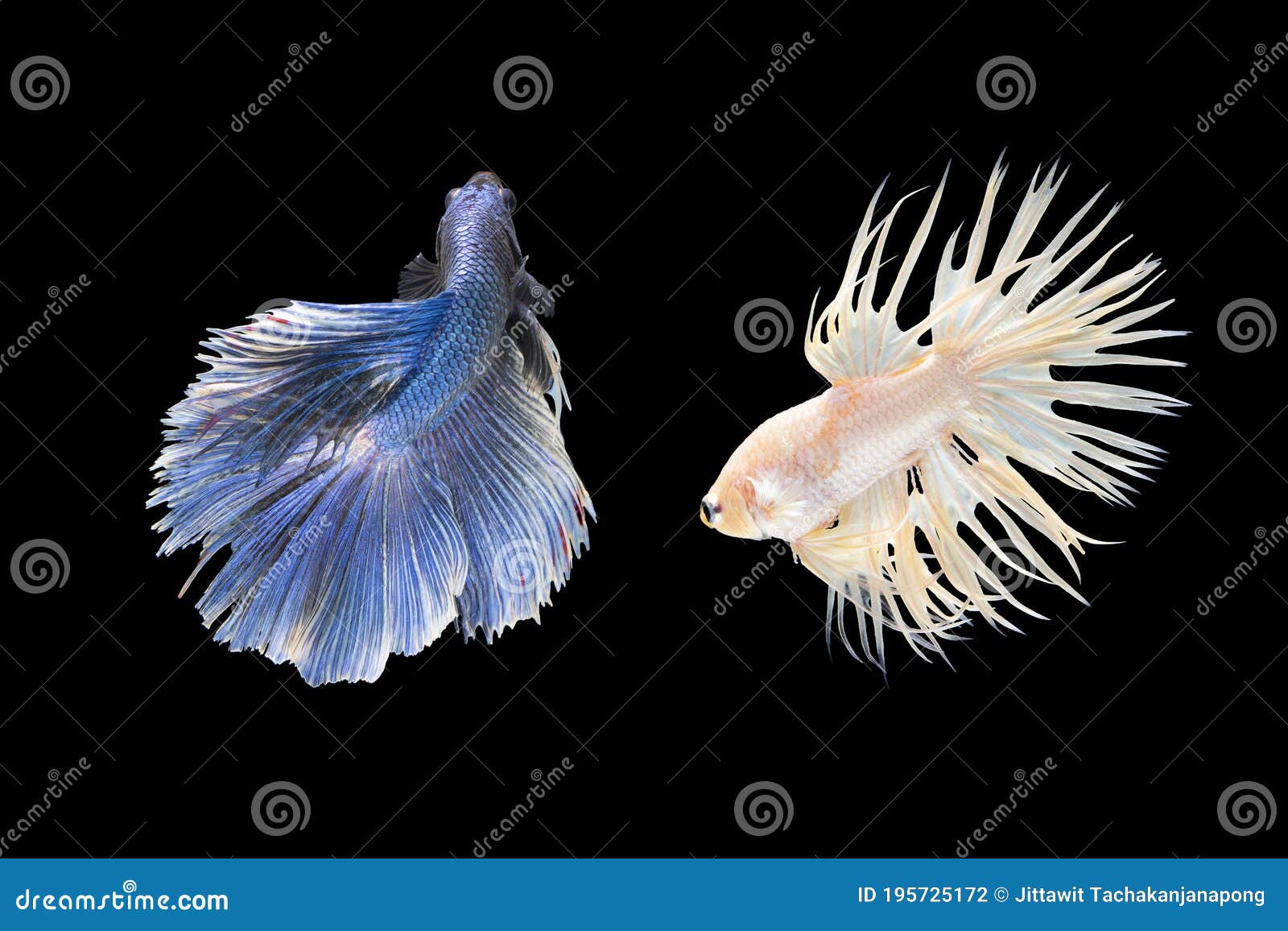 Betta Fish Sparkling, Two Siamese Fighting Fish, Betta Splendens Stock ...