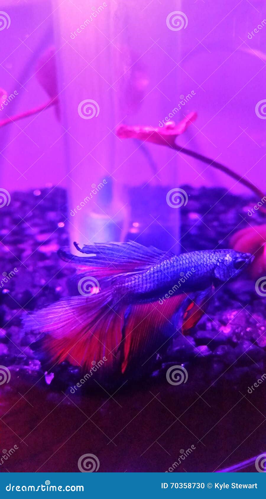 Betta fish stock photo. Image of fish, betta, tank, pink - 70358730