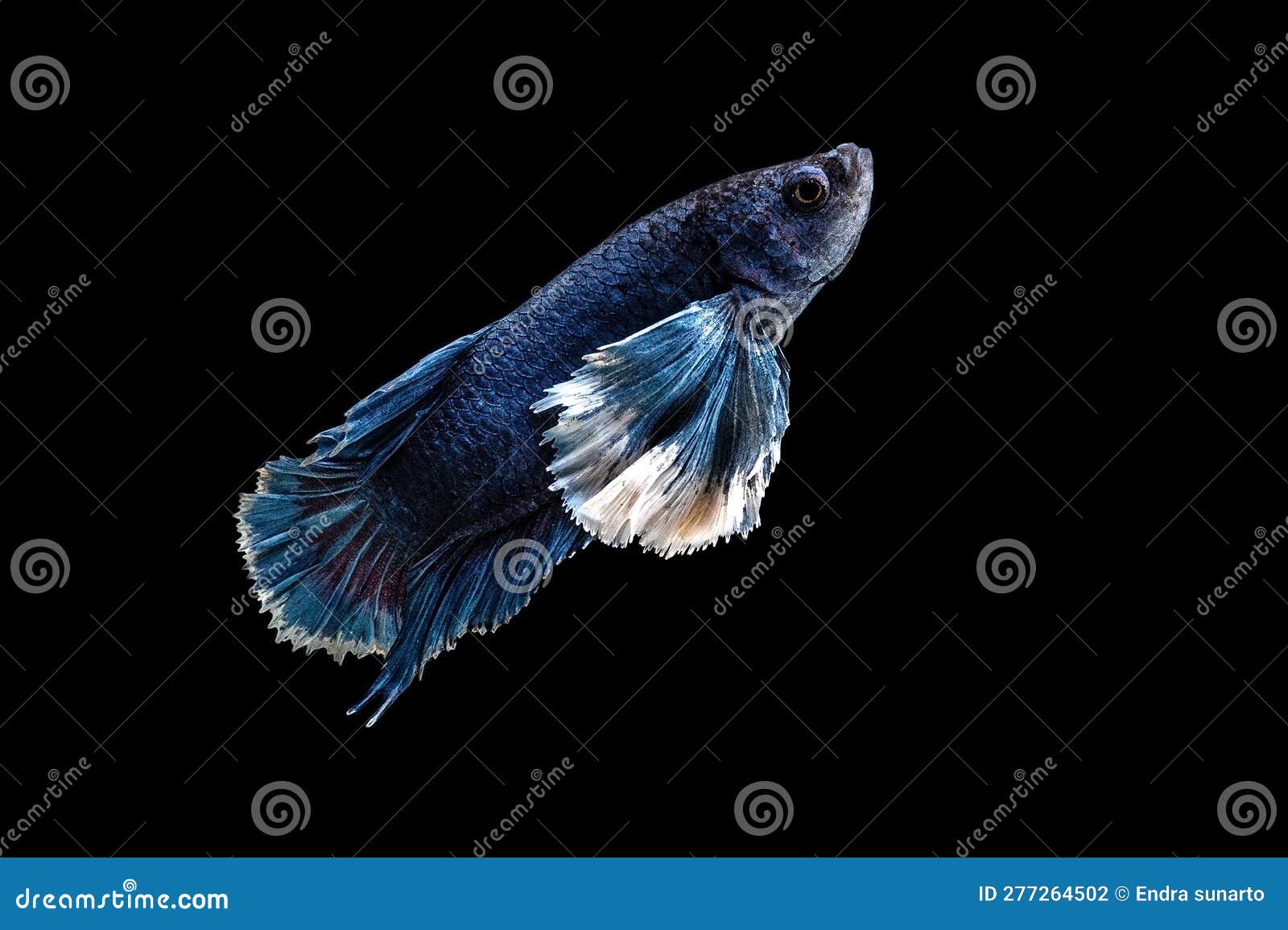Betta Fish Taken in Aquarium with Close Up Stock Photo - Image of ...