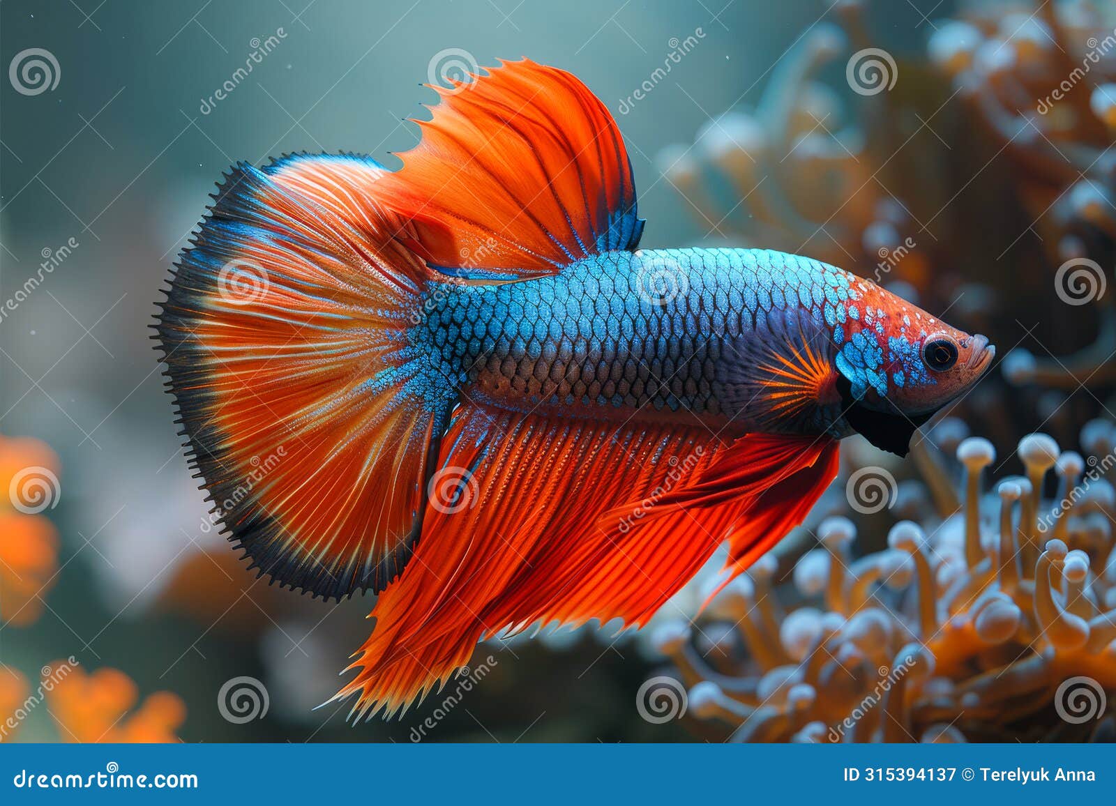 Betta Fish in Tank with Corals. Beautiful Red and Blue Betta Fish Stock ...