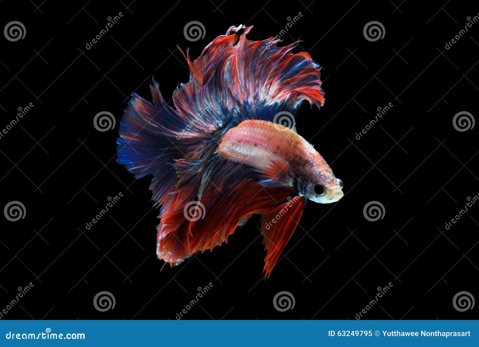 Betta fish. (Thai betta s) stock image. Image of aggressive - 63249795