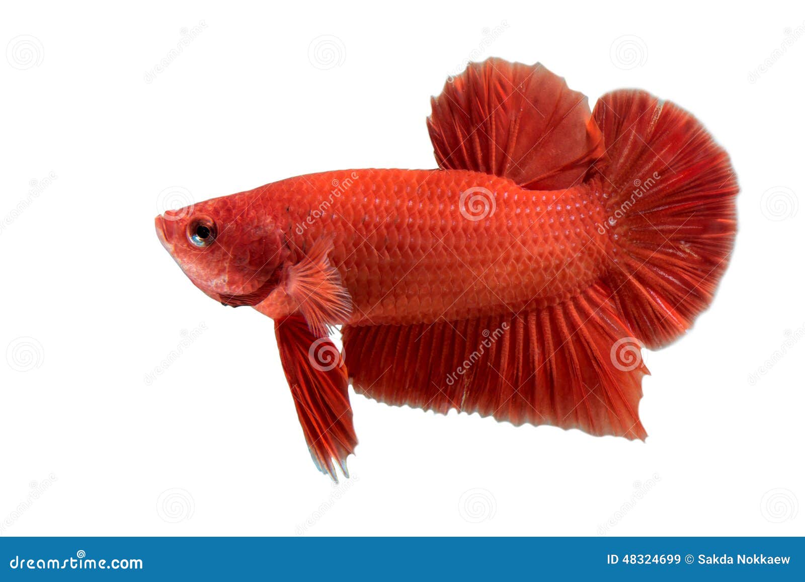 Betta fish stock image. Image of fish, betta, pace, white - 48324699