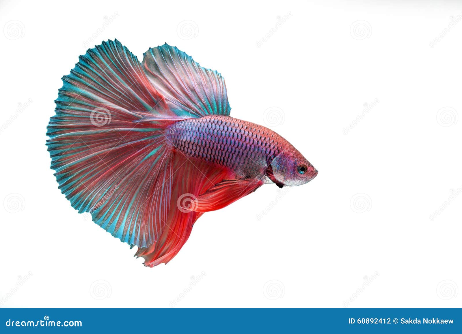 Betta fish stock photo. Image of fighting, pace, betta - 60892412