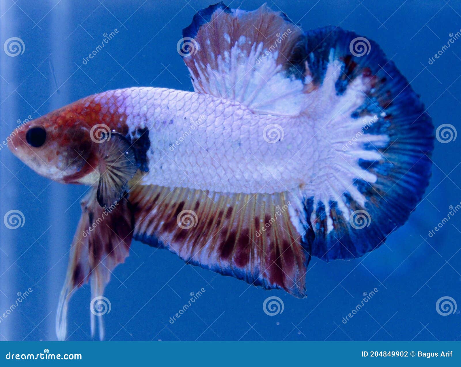 Betta Fish White Scale from Indonesia Stock Photo - Image of angry ...