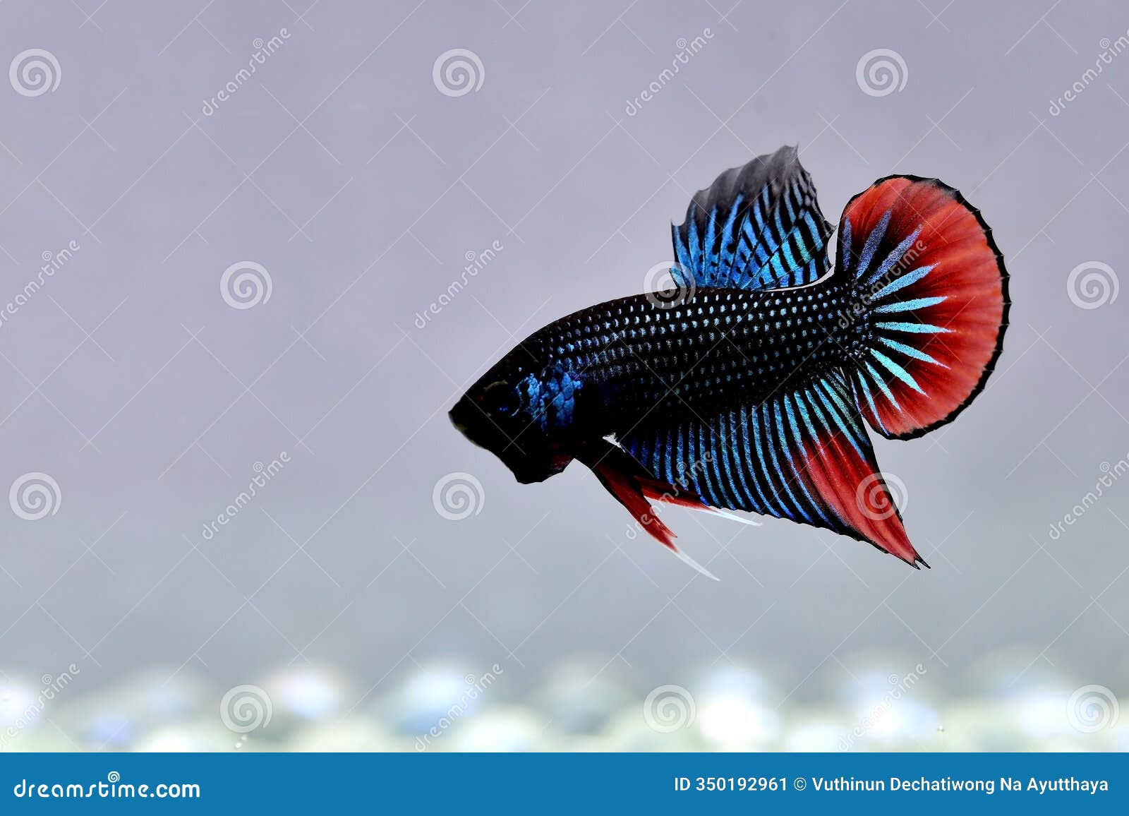 Wild Type Betta Fish Alien Copper On Black Background Royalty-Free ...