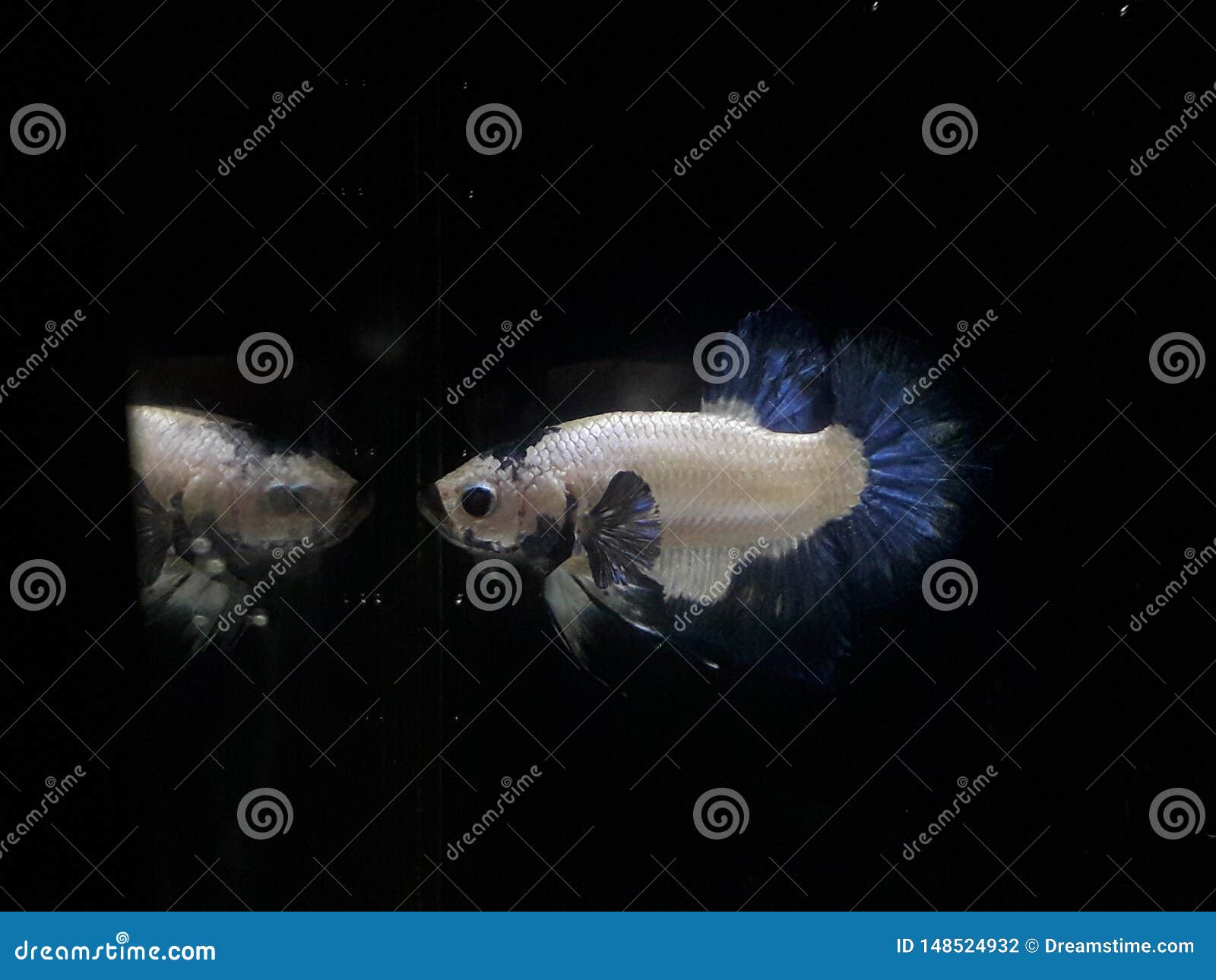 Betta stock photo. Image of betta, fish, zaza, black - 148524932