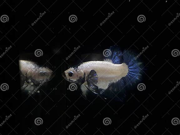 Betta stock photo. Image of betta, fish, zaza, black - 148524932