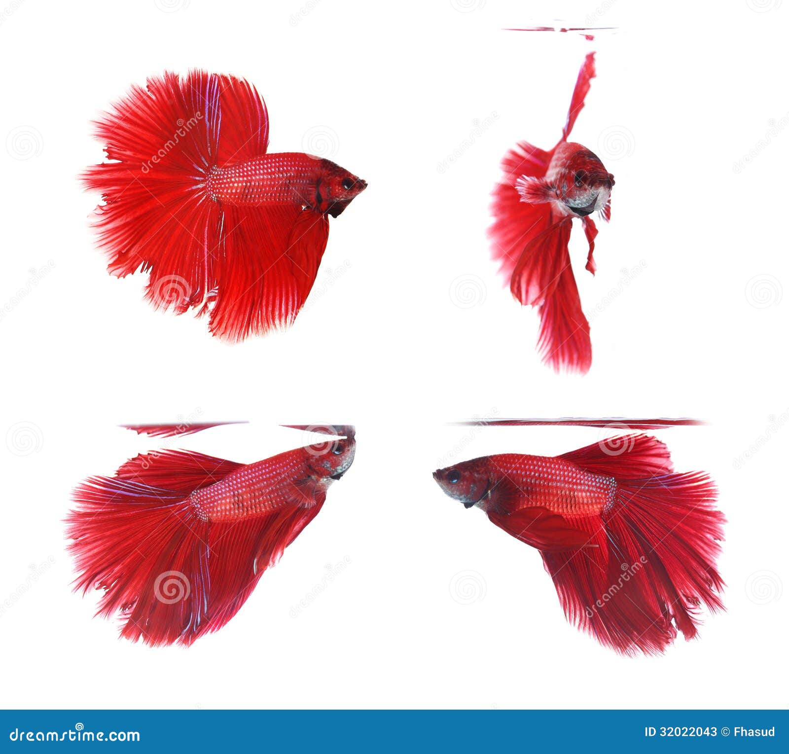 Betta Fishes, Siamese Fighting Fish Isolated on White Background Stock ...