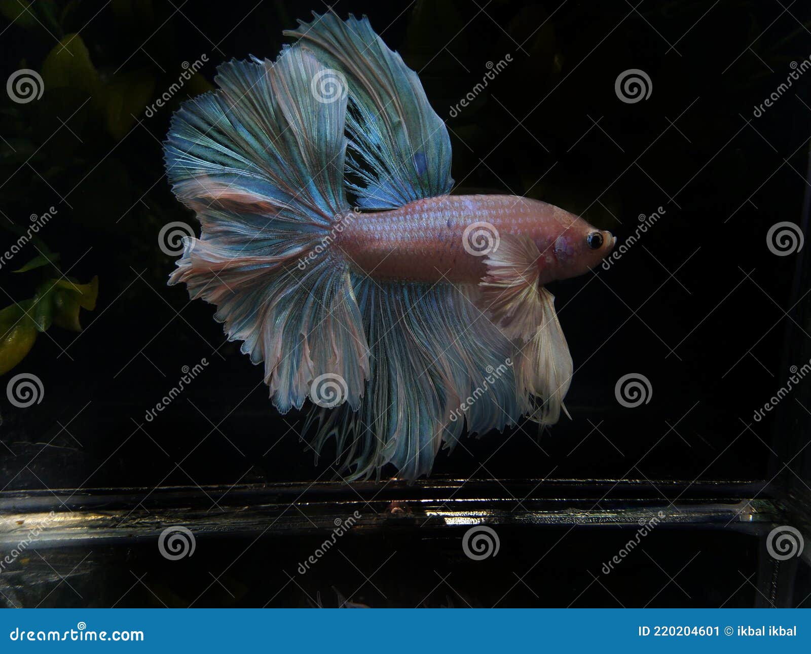 Betta Halfmoon Dumbo Ear stock image. Image of organism - 220204601