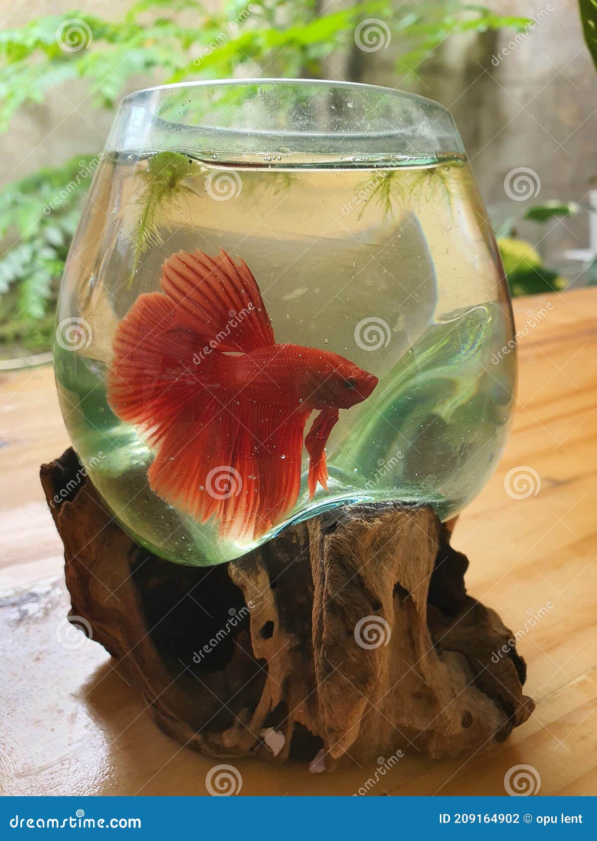 Betta poisson super rouge photo stock. Image du pétale - 209164902