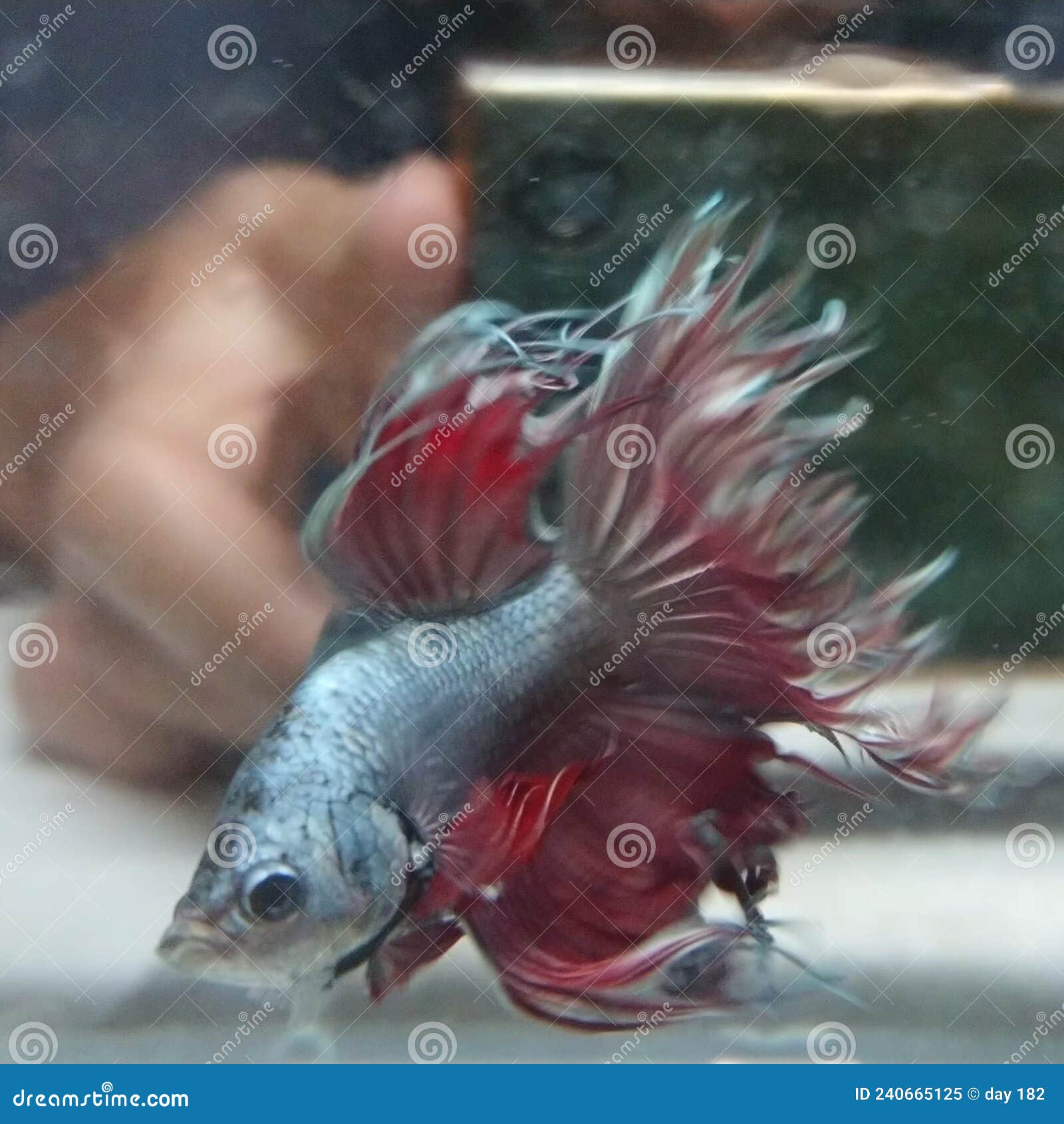 Betta red fire stock image. Image of fish, painting - 240665125