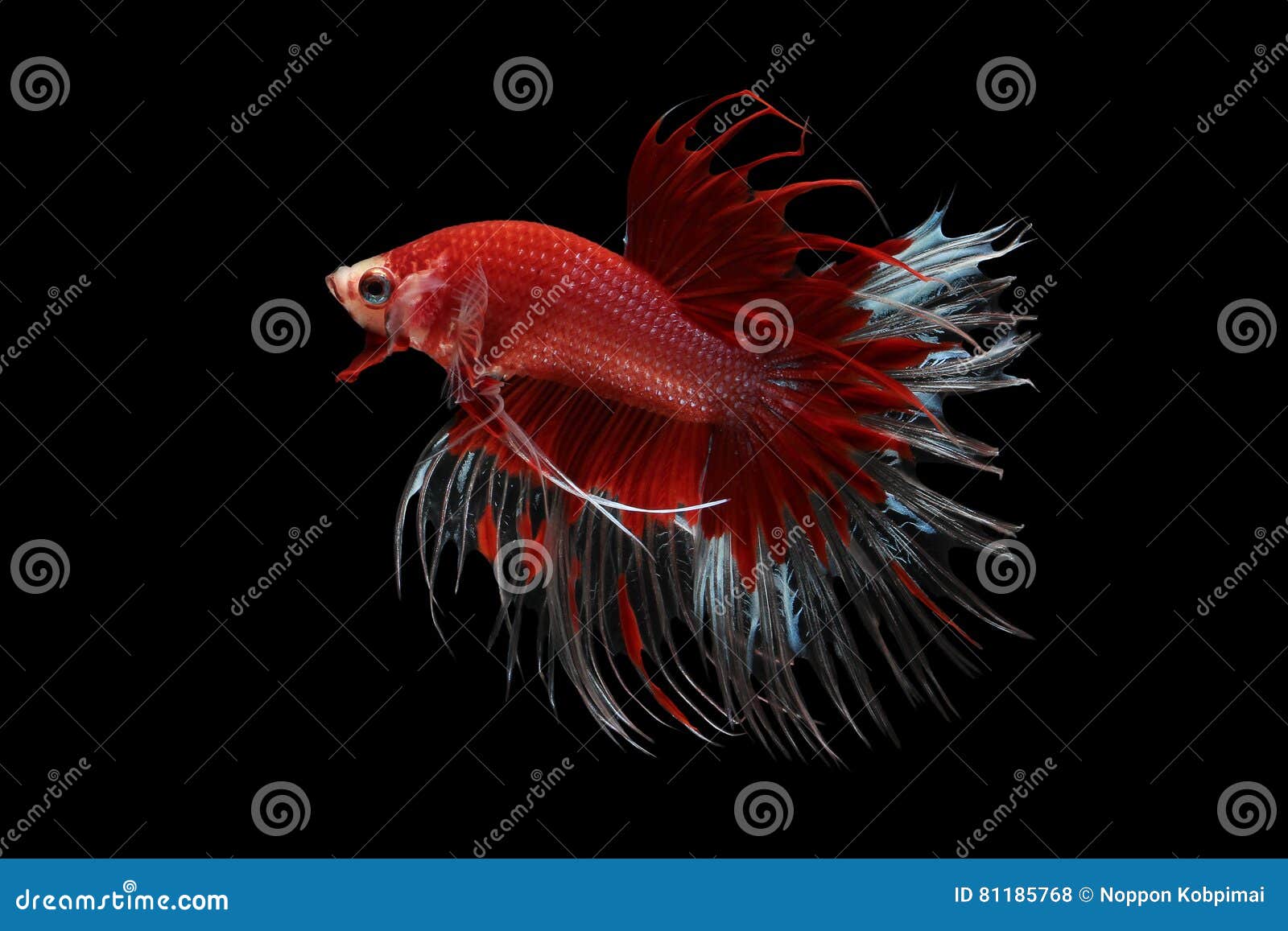 Betta rojo de Crowntail foto de archivo. Imagen de doméstico - 81185768