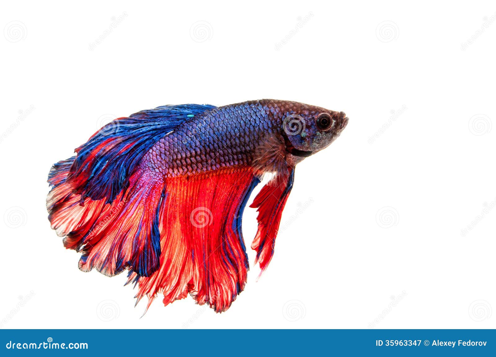 Betta ryba obraz stock. Obraz złożonej z jeden, odosobniony - 35963347