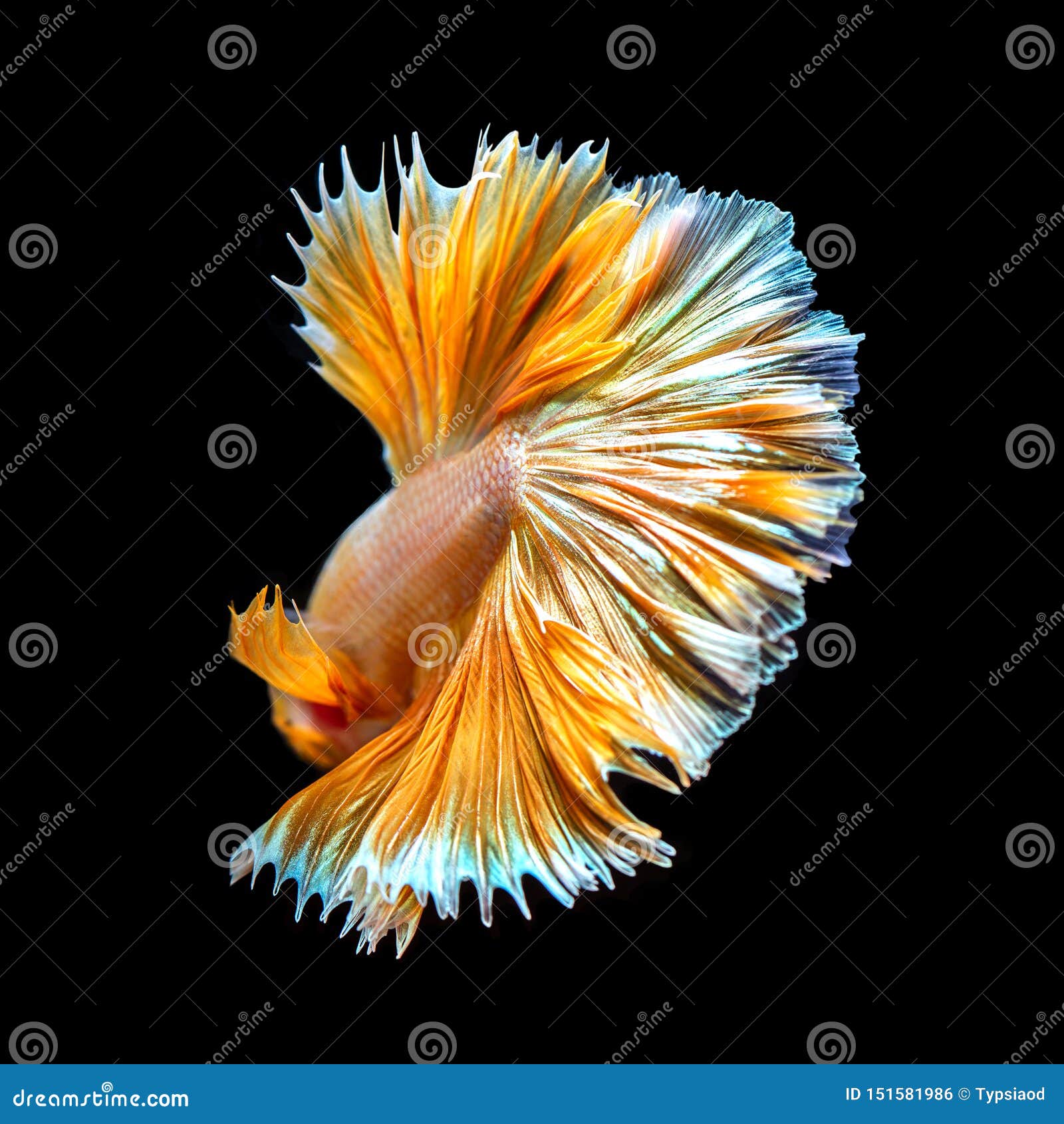 Betta Siamese Fighting Fish Stock Photo - Image of drop, freshwater ...