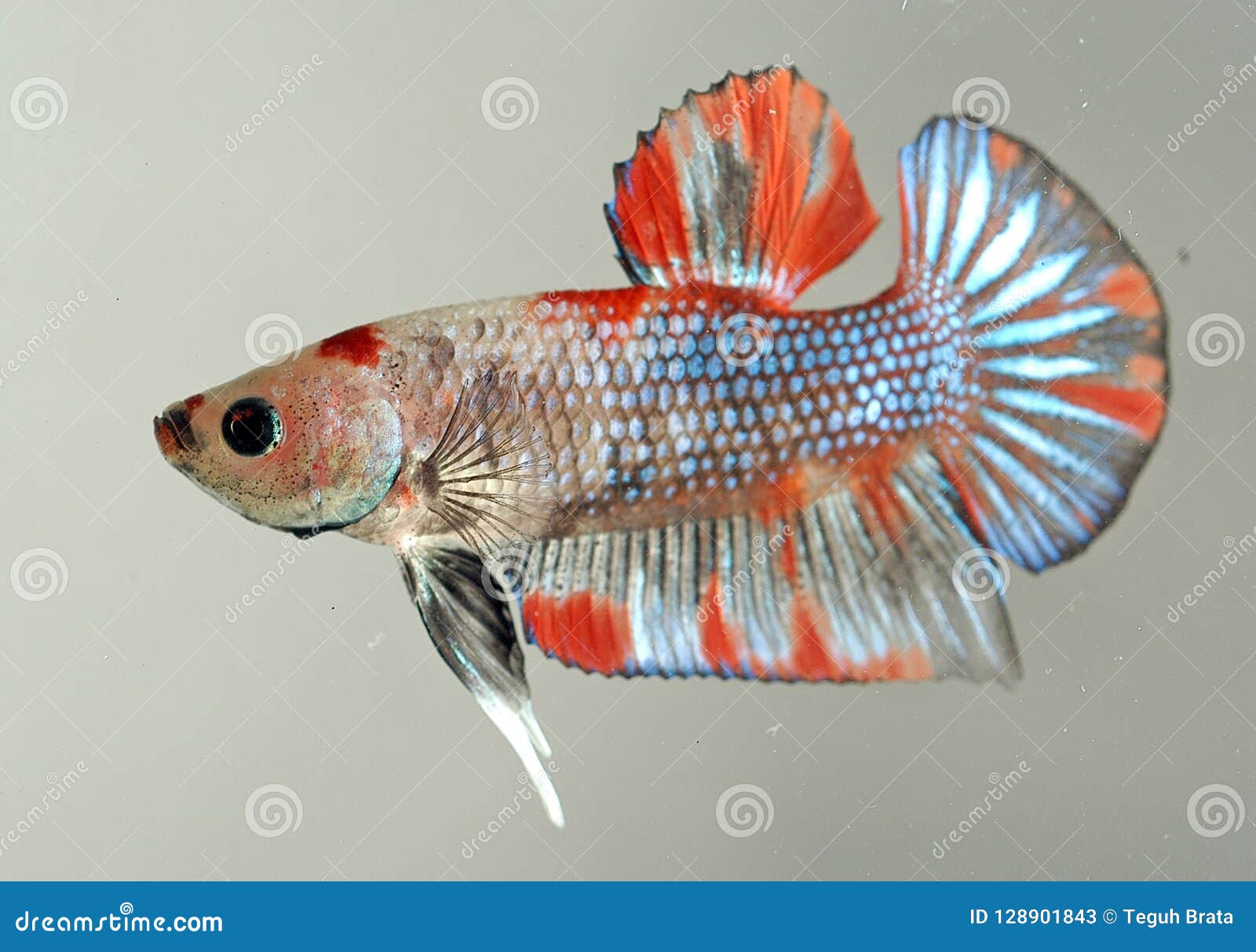 Betta Splenden Fish Tricolor Imagen de archivo - Imagen de metal, betta ...