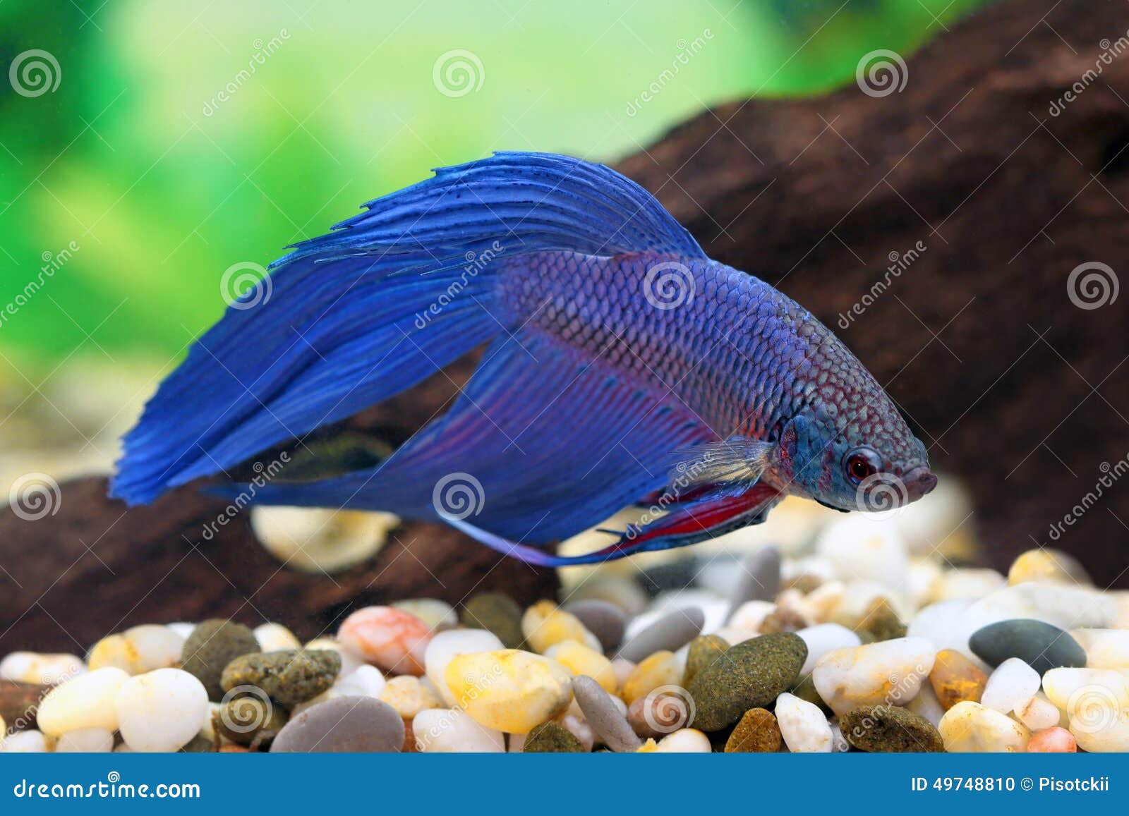 Betta splendens stock foto. Image of siamees, betta, ruimte - 49748810