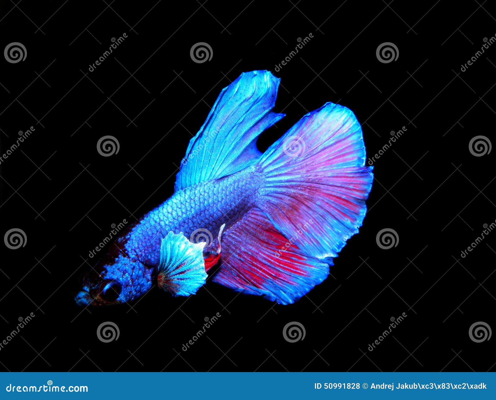 Betta splendens stock photo. Image of asia, turquoise - 50991828