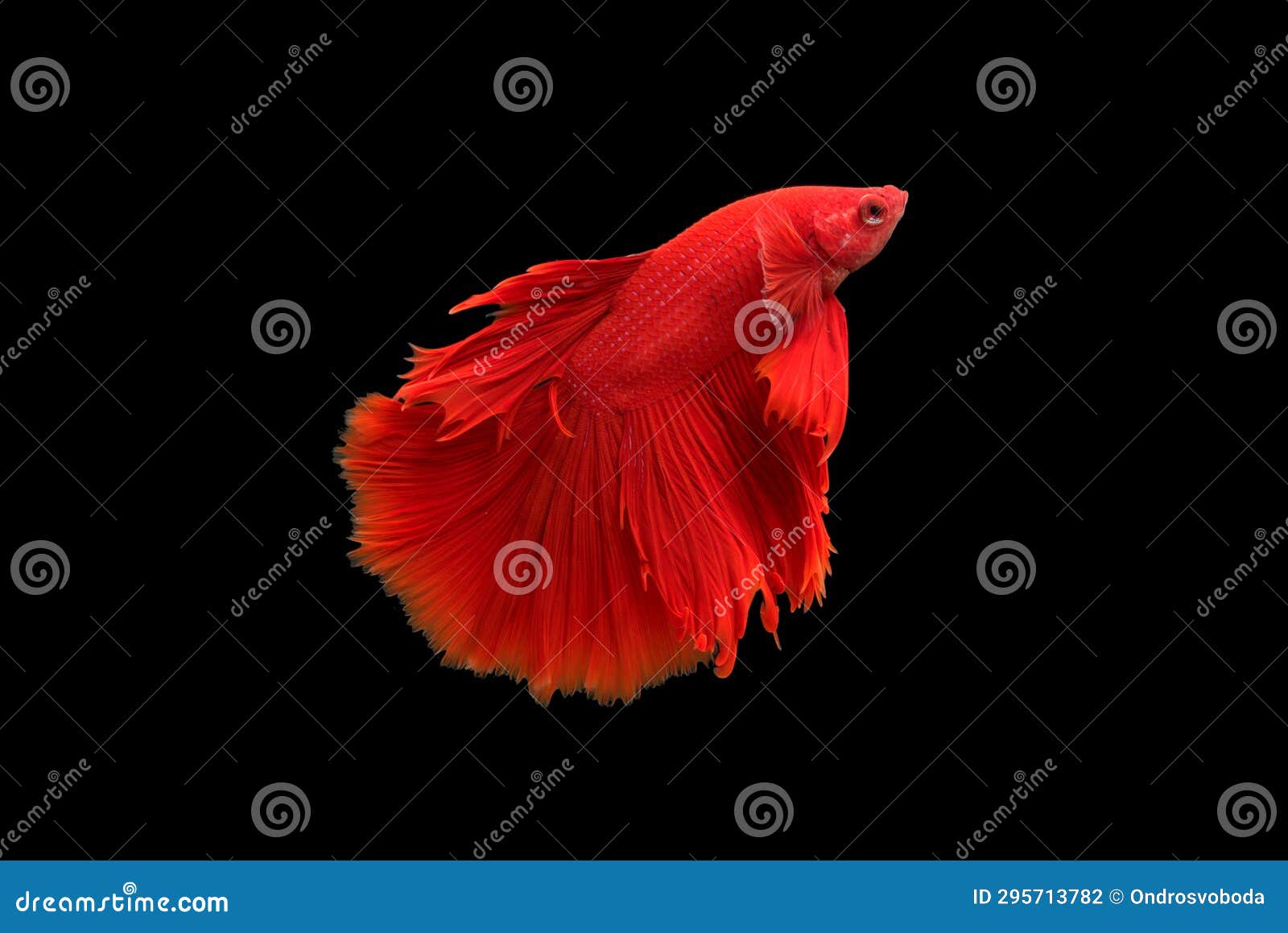 Betta Splendens Halfmoon Red Male Stock Photo - Image of black, betta ...
