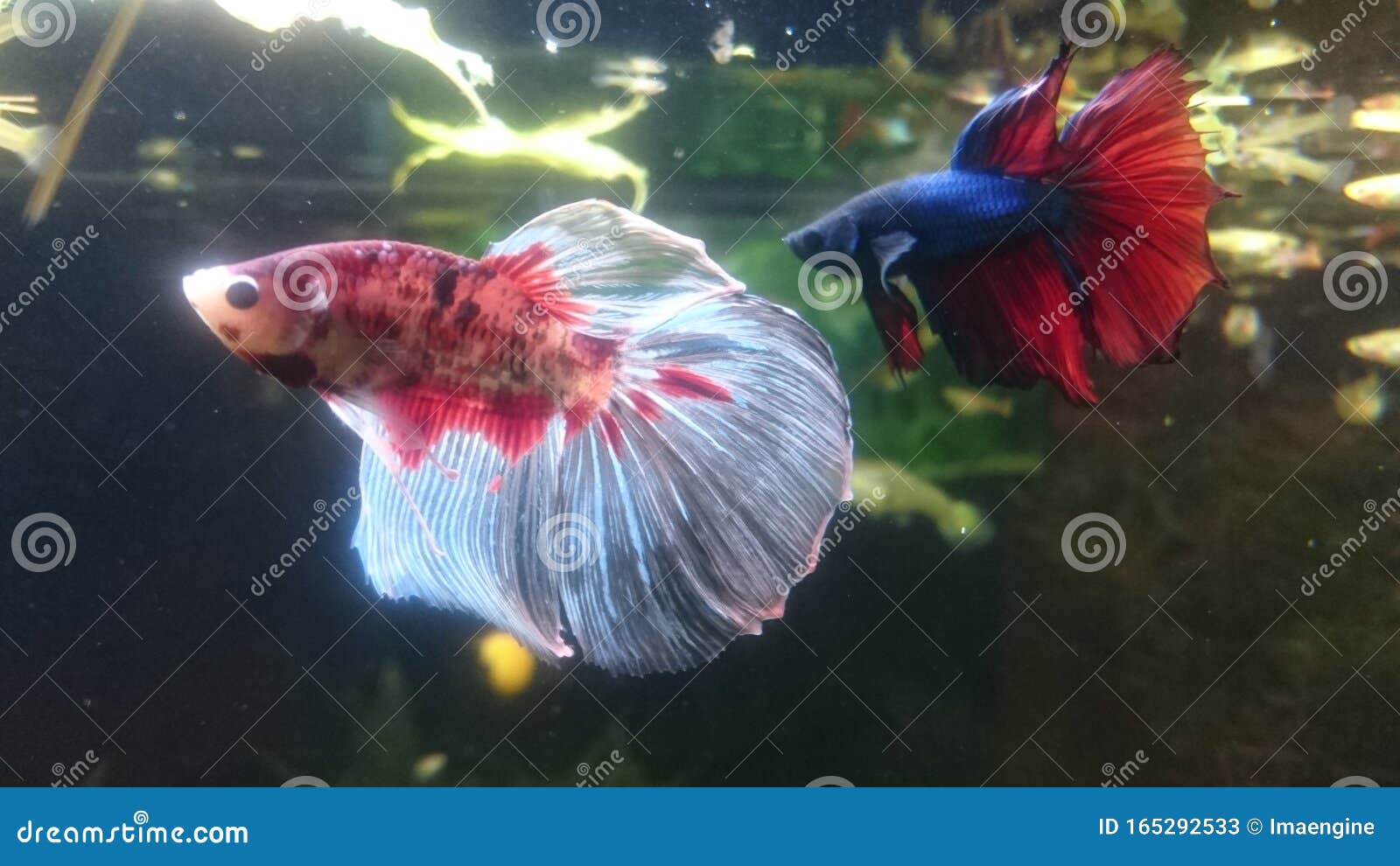 Fighter Fish Royalty-Free Stock Photography | CartoonDealer.com #72257201