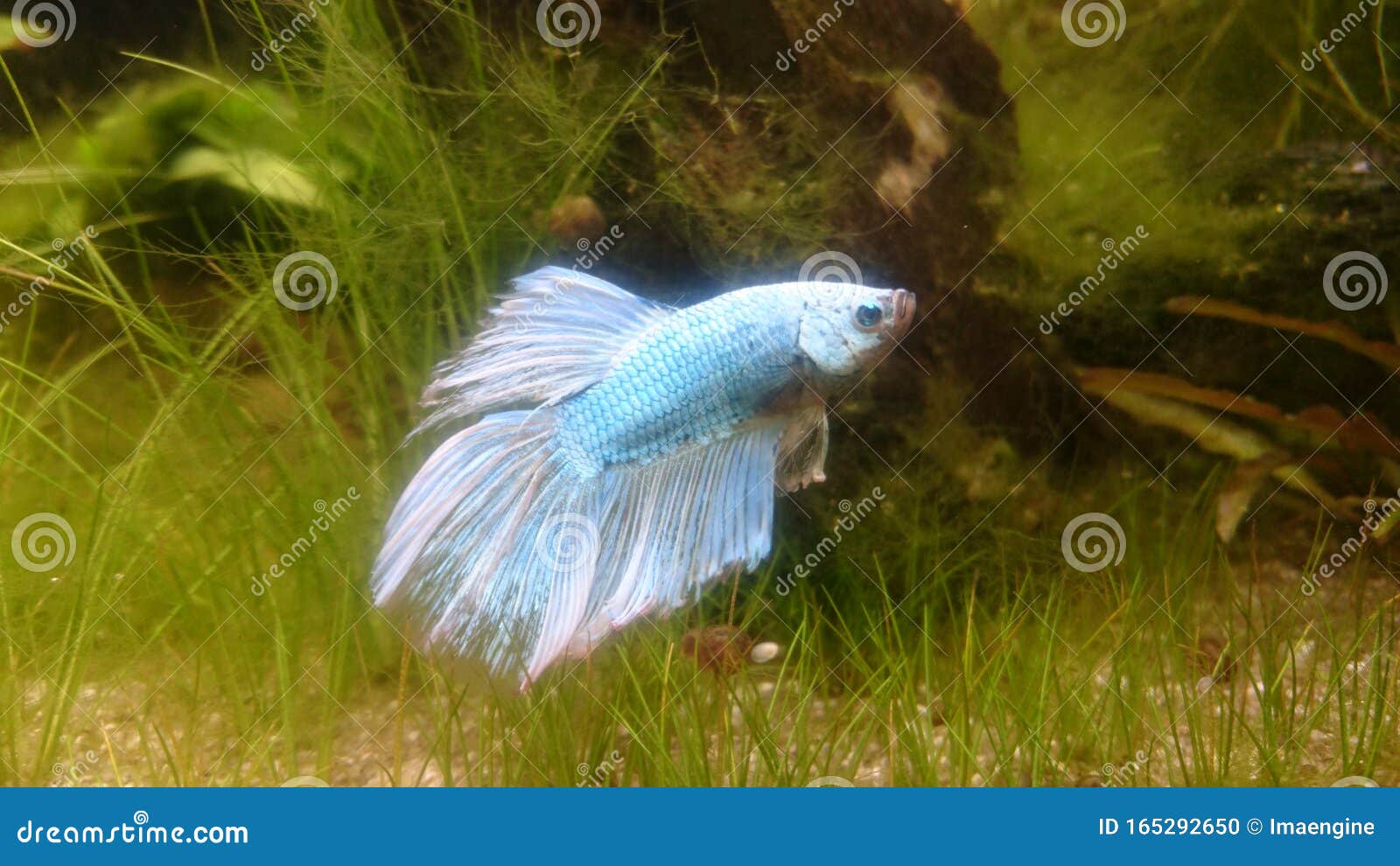Fighter Fish Royalty-Free Stock Photography | CartoonDealer.com #72257201
