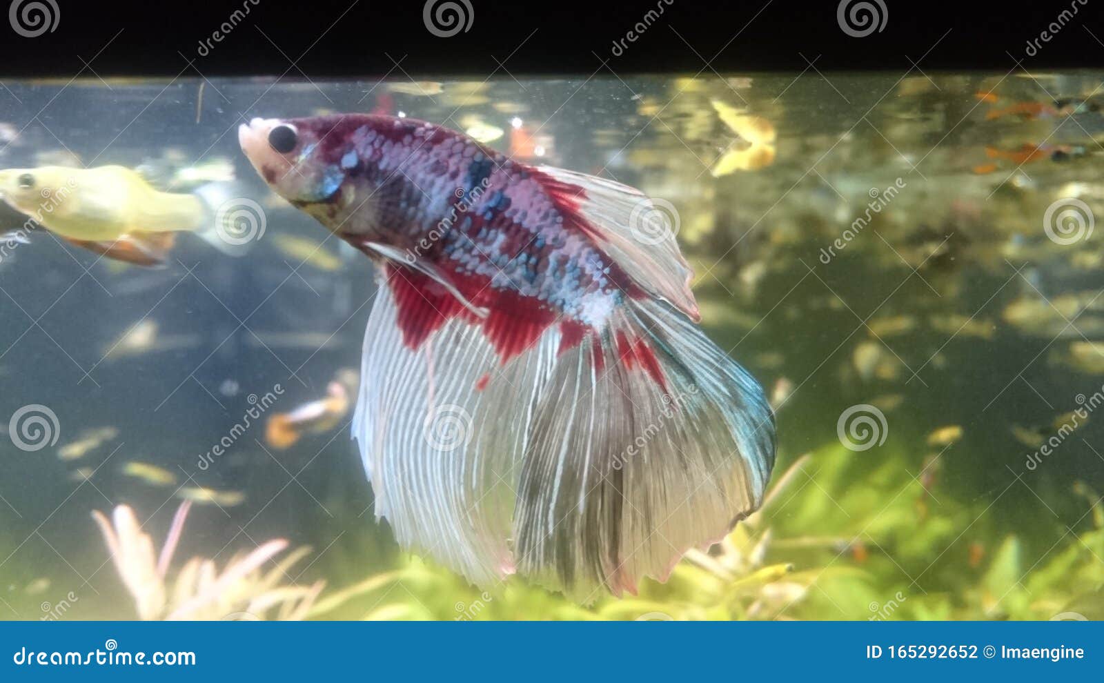 Fighter Fish Royalty-Free Stock Photography | CartoonDealer.com #72257201