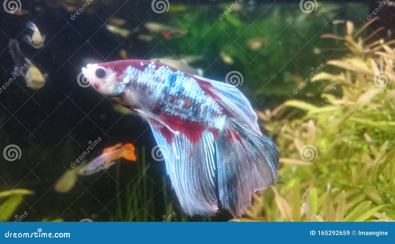 Fighter Fish Royalty-Free Stock Photography | CartoonDealer.com #72257201