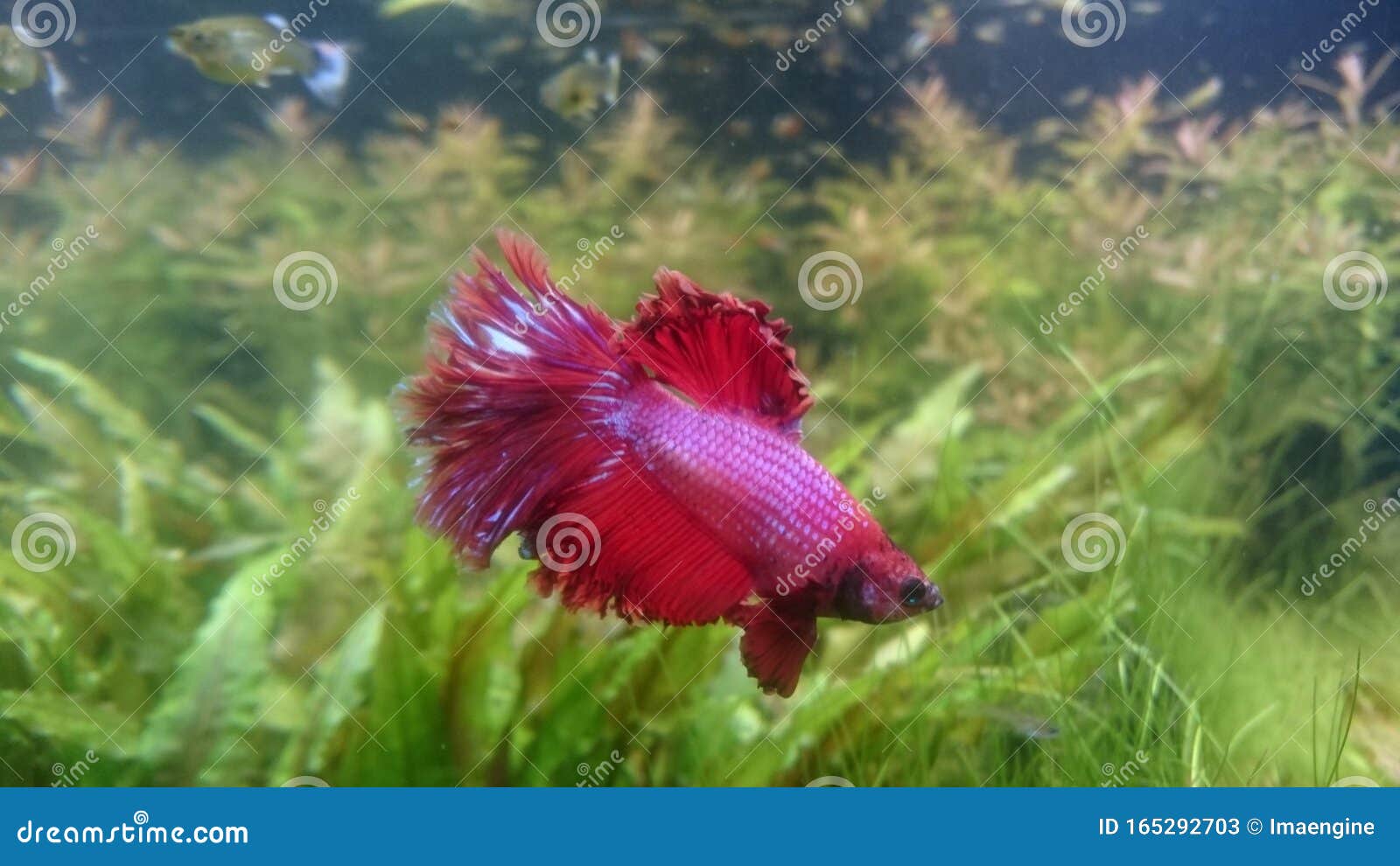 Fighter Fish Royalty-Free Stock Photography | CartoonDealer.com #72257201