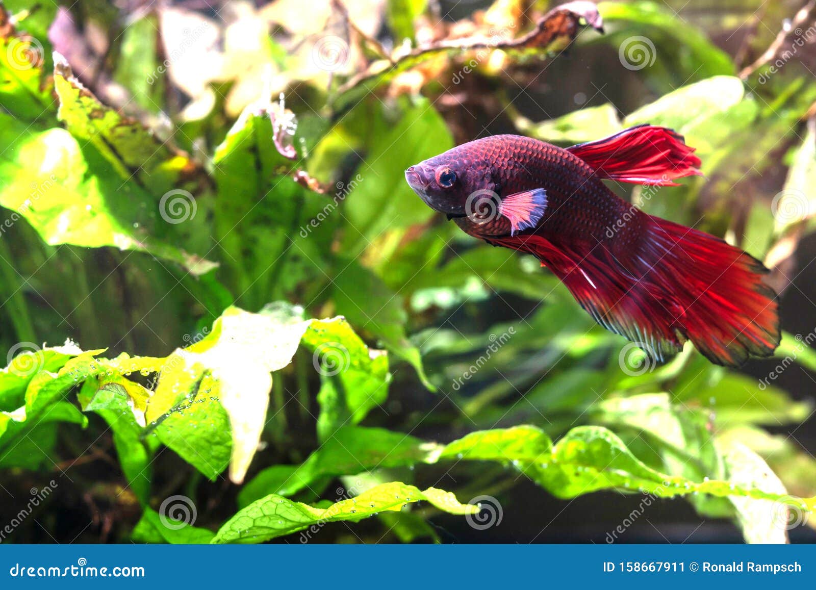 Betta Splendens Rouge , Poisson Combattant En Siamais Image stock ...