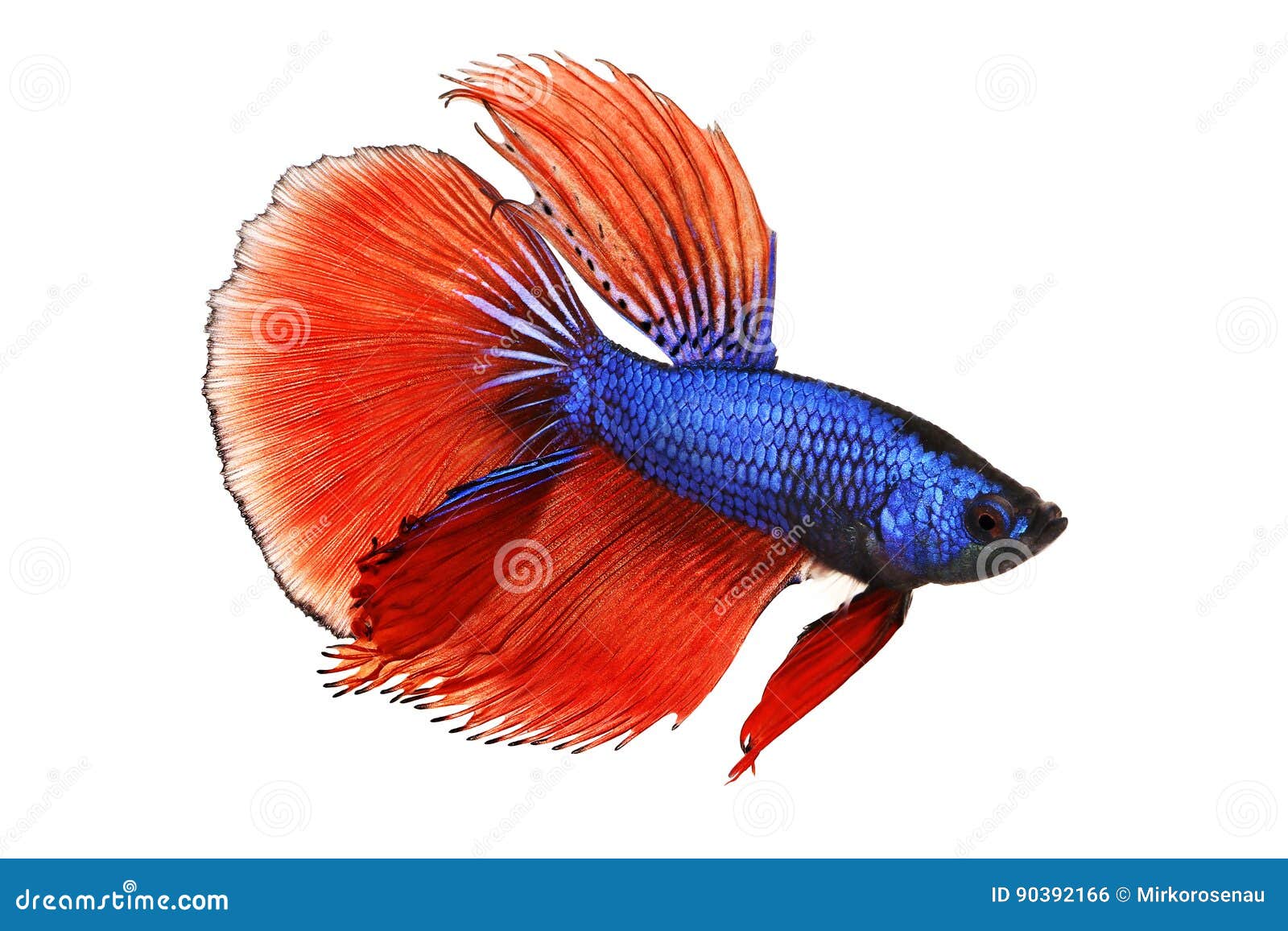 Betta Splendens Siamese Fighting Aquarium Fish Stock Photo - Image of ...