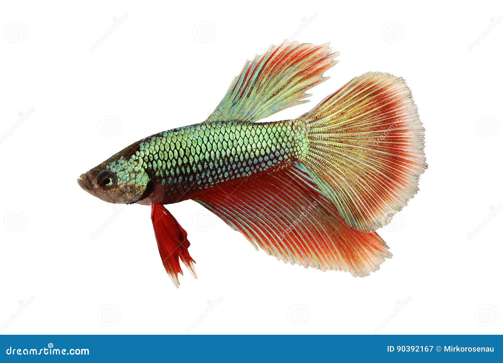 Betta Splendens Siamese Fighting Aquarium Fish Stock Image - Image of ...