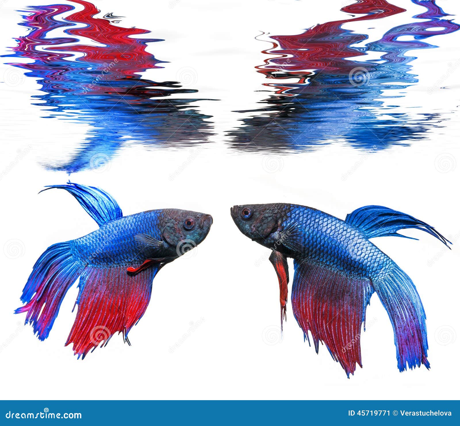 Betta splendens stock image. Image of dark, colorful - 45719771