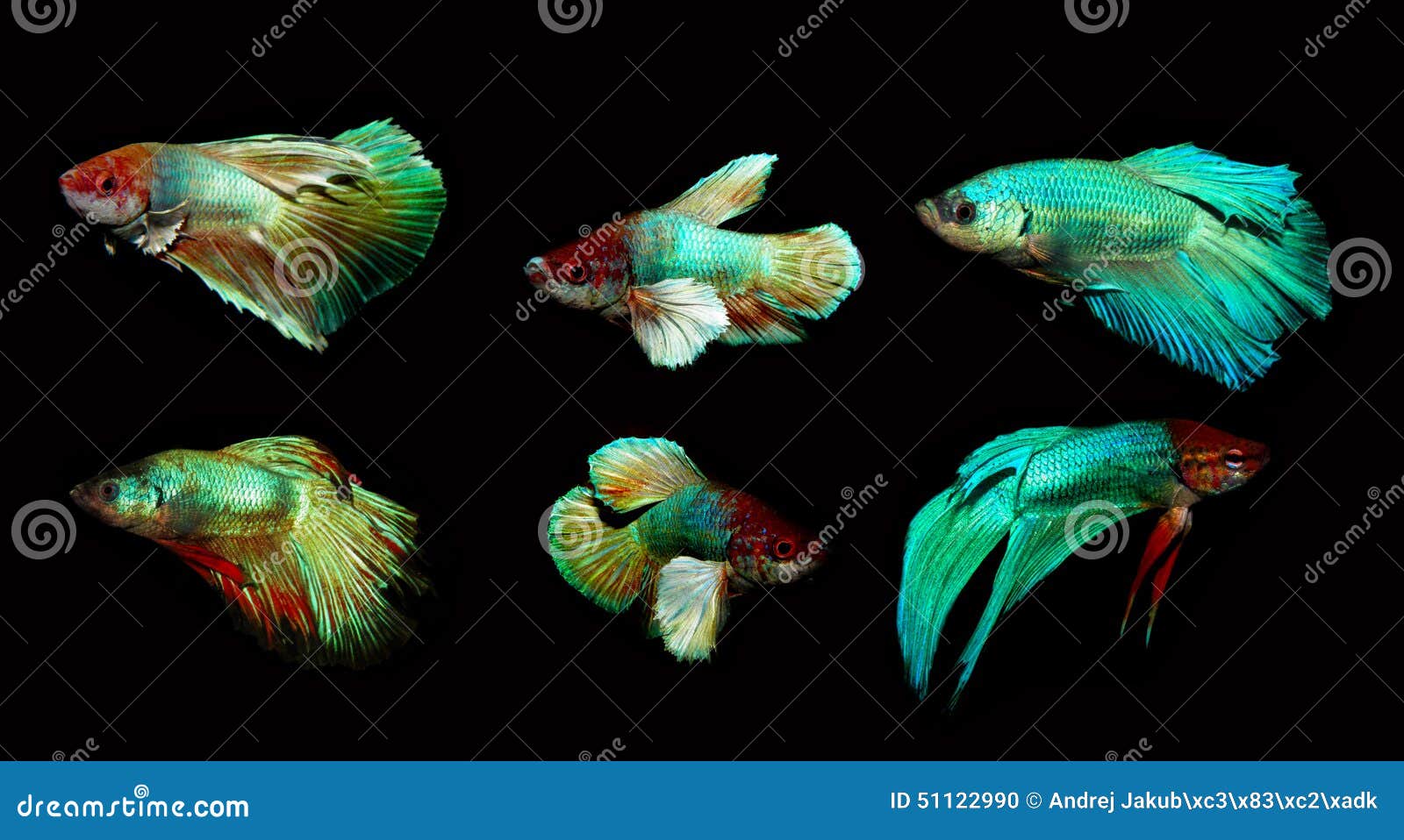 Betta splendens stock photo. Image of lake, mekong, fighting - 51122990