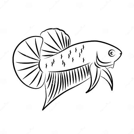 Betta Wild Line Art Minimalist Vector Stock Vector - Illustration of ...