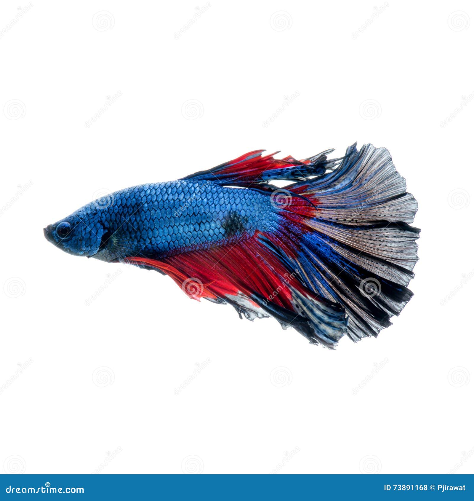 Bettas Rojo-azules foto de archivo. Imagen de color, elegante - 73891168