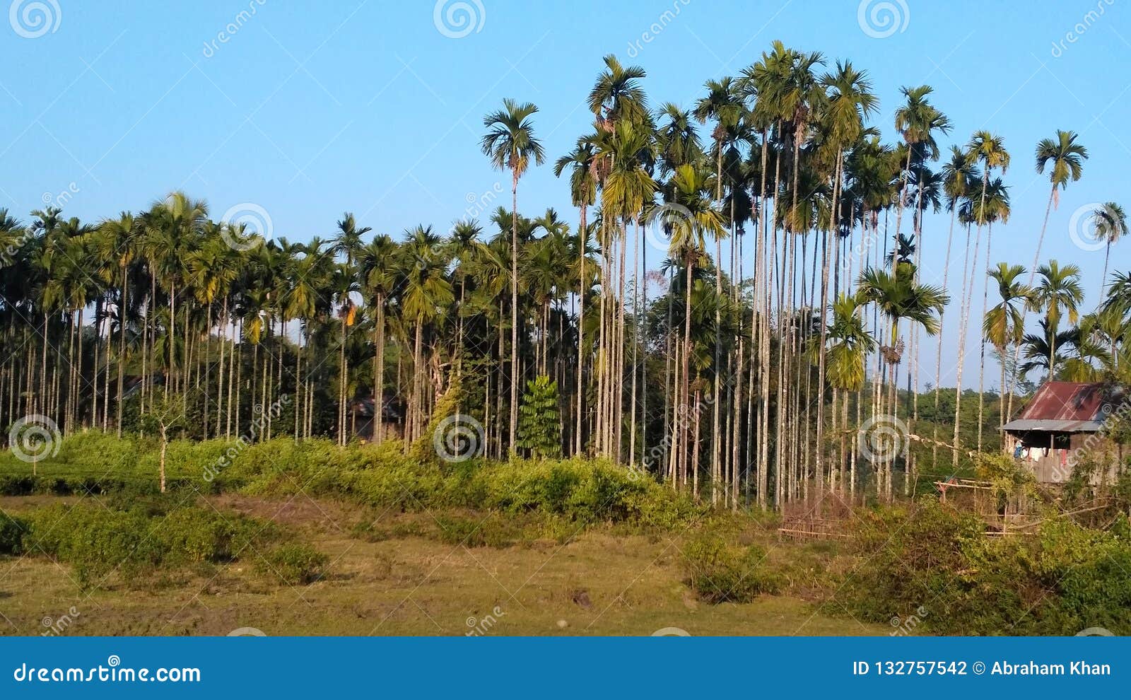Bettel nut tree. stock photo. Image of forest, india - 132757542